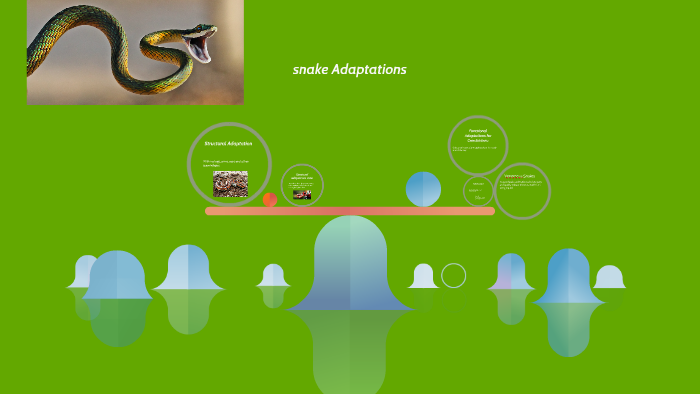 snake Adaptations by joshua dodson on Prezi