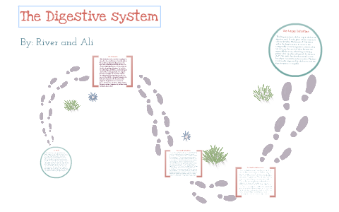 Biology 12 Digestive System by River Woods on Prezi