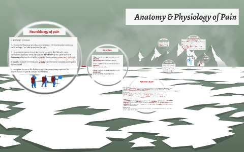 Pain Pathways by Amber Galbraith on Prezi