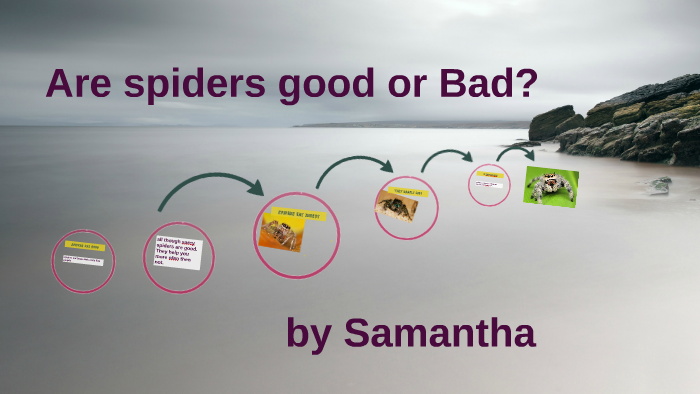 are spiders good or Bad? by Samantha Belmore on Prezi