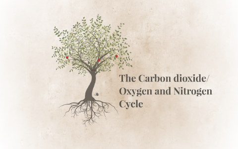 The Carbon dioxide/ Oxygen and Nitrogen Cycle by Laura M on Prezi