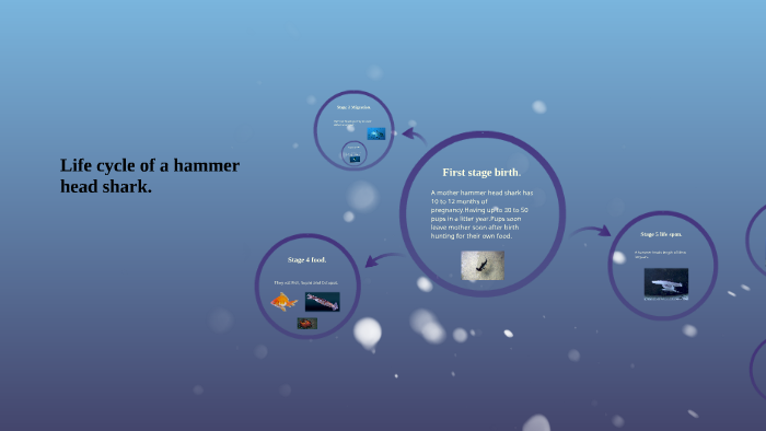 Life cycle of a hammer head shark. by Rob Frost on Prezi