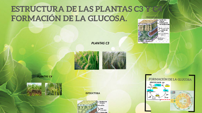 ESTRUCTURA DE LAS PLANTAS C3 Y C4 Plantas del C3- C4 ------- by Ana ...