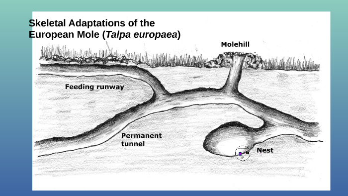 Skeletal Adaptations of the European Mole (Talpa europaea) by Alexander ...