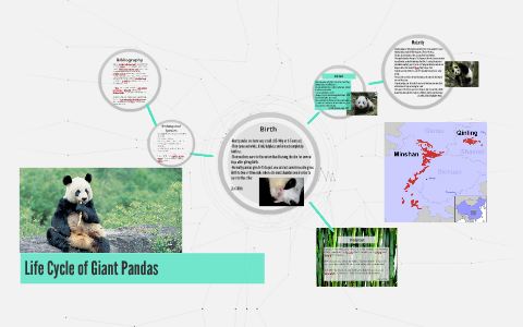 Life Cycle of Giant Pandas by Paige Ben on Prezi