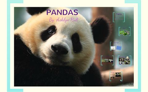 Pandas by Ashlyn Holt on Prezi