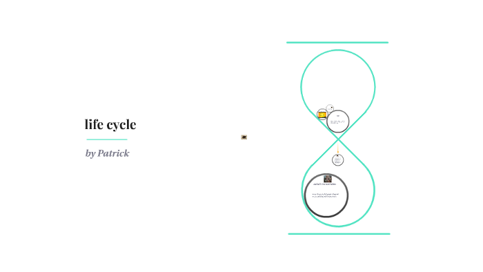 life cycle by patrick willmott