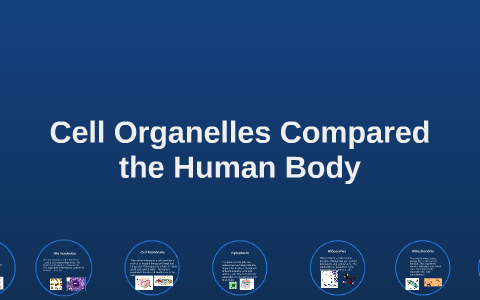 Cell Organelles Compared the Human Body by Noah K on Prezi