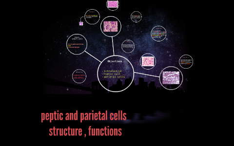 peptic and parietal cells by rofaidah hamid