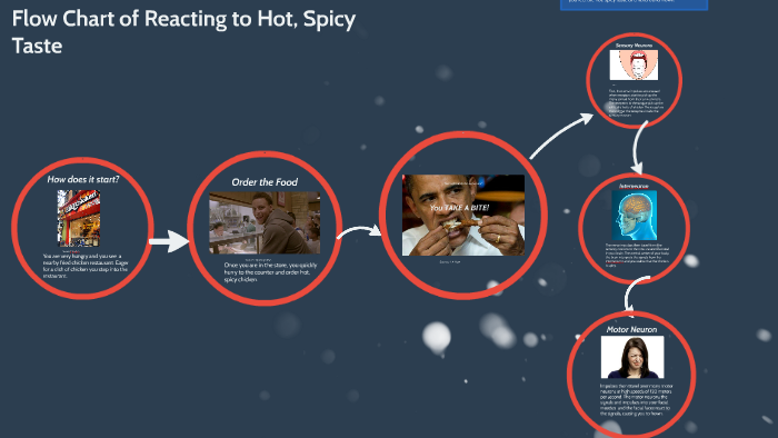 Flow Chart of Reacting to Salty Taste by Hugo Lee on Prezi