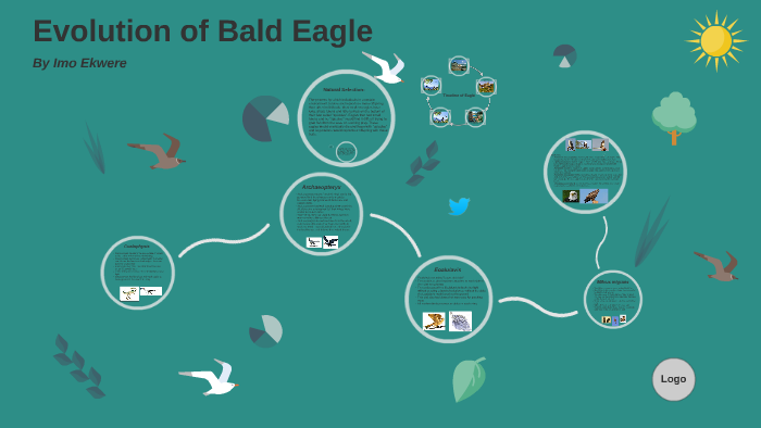 Evolution of Eagle by Imo Ekwere on Prezi