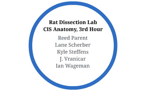 Rat Dissection Lab by Lane S on Prezi