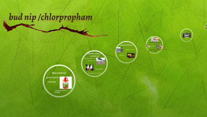bud nip /chlorpropham by natalia fajardo on Prezi