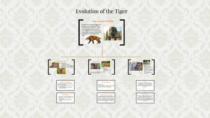 Evolution of the Tiger by Adilene Tejeda on Prezi
