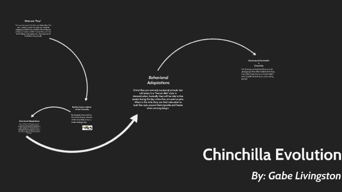 Chinchilla evolution by Gabe livingston on Prezi