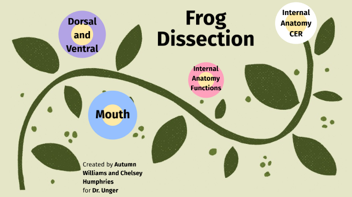 Frog Dissection Lab Report By Autumn Williams