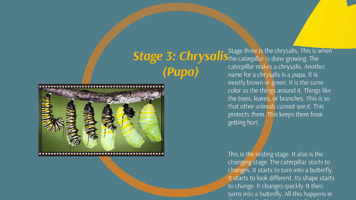 The Life Cycle of a Butterfly by Timothy Stoltz on Prezi