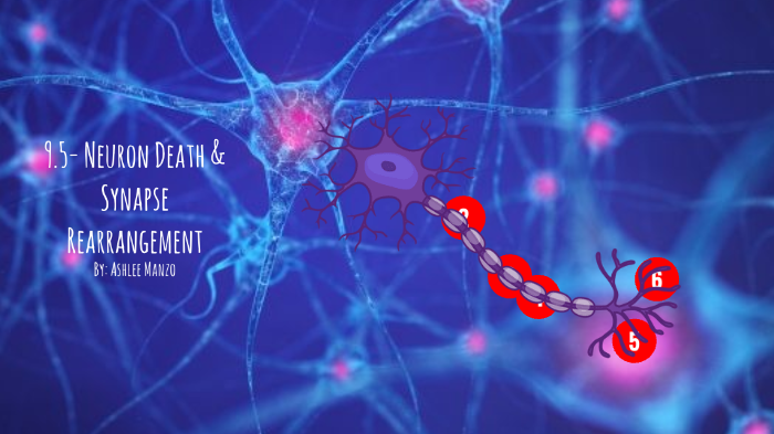 9.5- Neuron Death & Synapse Rearrangement by Ashlee Manzo on Prezi