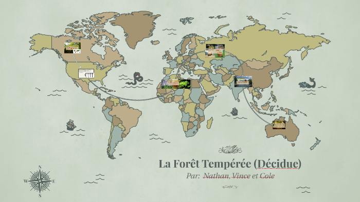 Le Forêt Tempérée (Décidue) by Cole Delorme on Prezi