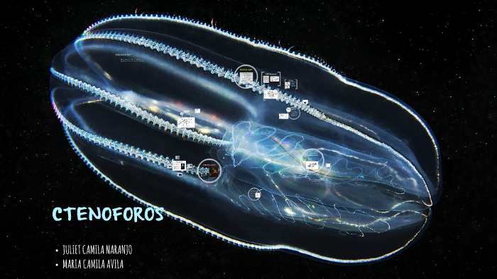 CTENOFOROS by juliet camila on Prezi