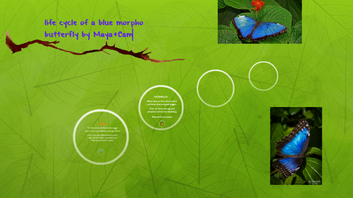 life cycle of a blue morpho butterfly by Amy Jones on Prezi