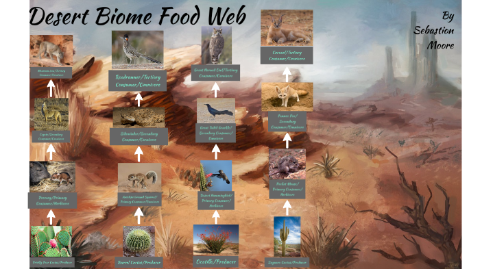 Desert Biome Food Web by Sebastion Moore on Prezi