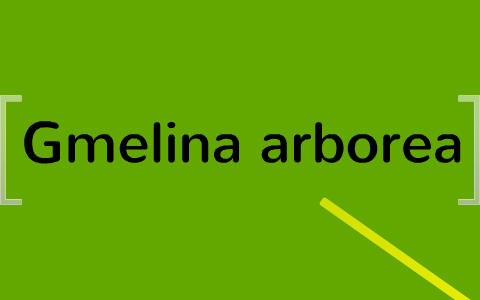 Gmelina arborea by JUAN CAMILO AMAYA PALOMAR on Prezi