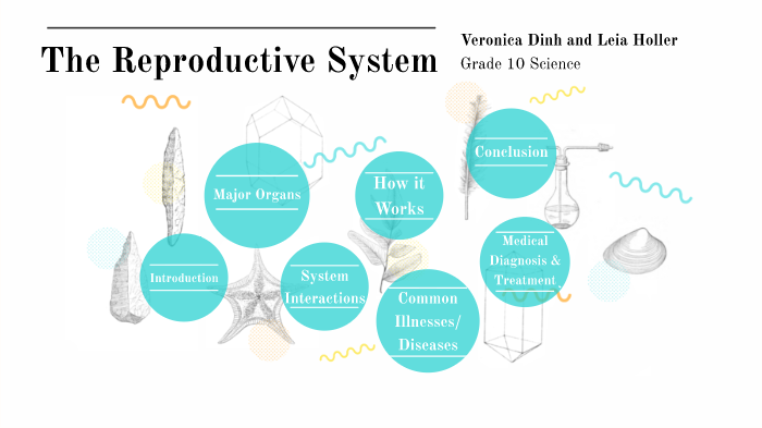 The Reproductive System - G10 Science by Veronica Dinh on Prezi