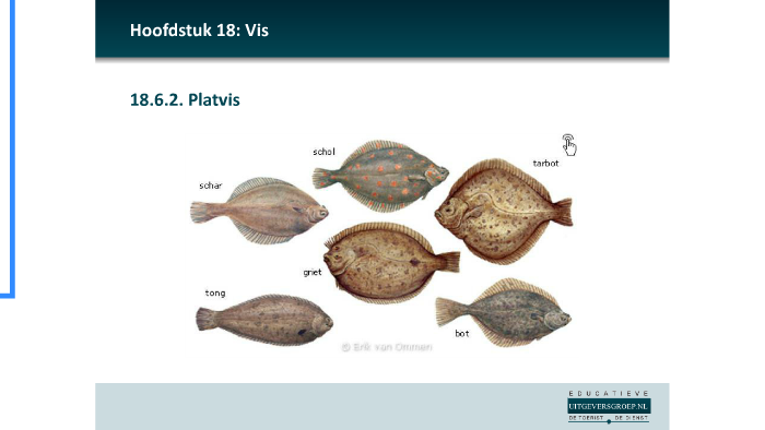Platvis by Ron Ferdinandus on Prezi