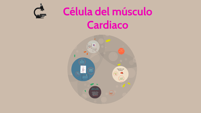 Celula del musculo Cardiaco by ana isabel on Prezi