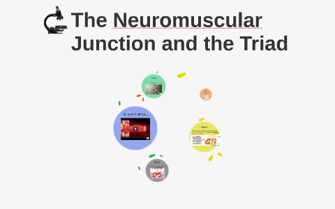 The Neuromuscular Junction and the Triad by Kassy Gonzalez on Prezi