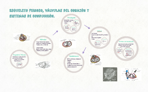 Esqueleto fibroso, válvulas del corazón y sistemas de conduc by ...