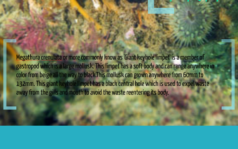 The Giant Keyhole Limpet by jamil harp