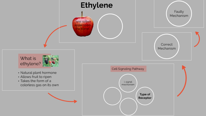 AP bio project by May Khan on Prezi