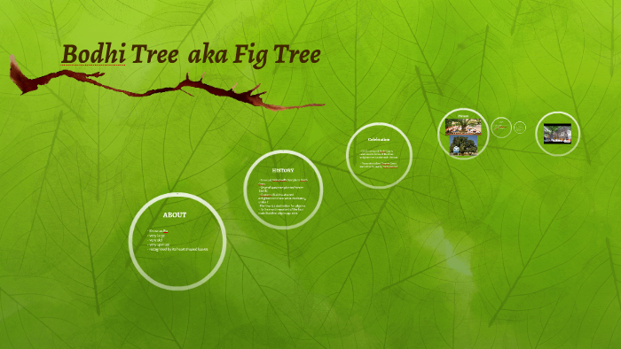 Bodhi Tree aka Fig Tree by therese sadusky on Prezi