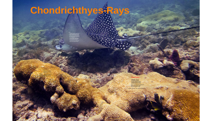 Chondrichthyes(Rays) by Trey Thibodeaux on Prezi