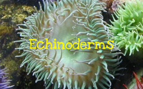 Echinoderms by Josh Patrick on Prezi