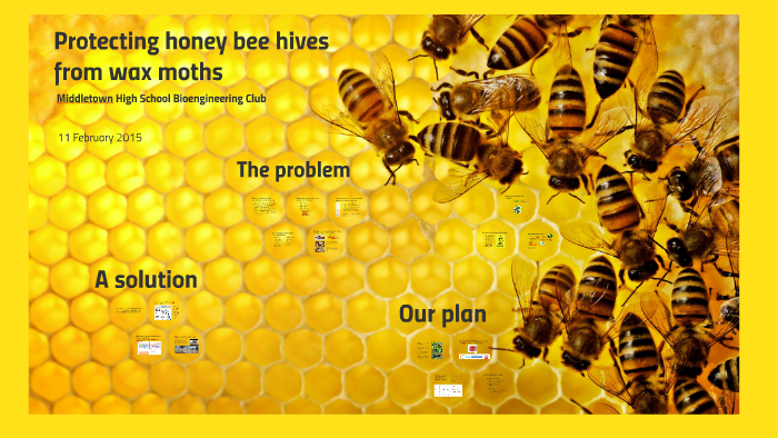 Protecting Honey Bee Hives from wax moths by David Rozak on Prezi