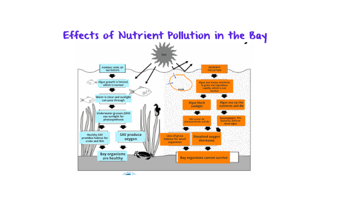 Effects of Nutrient Pollution in the Bay by Win Rod on Prezi