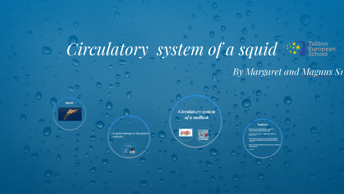 Circulatory system of an octopus by Mr Bunny Rabbit on Prezi