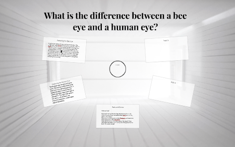 What is the difference between a bee eye and a human eye? by Alison ...