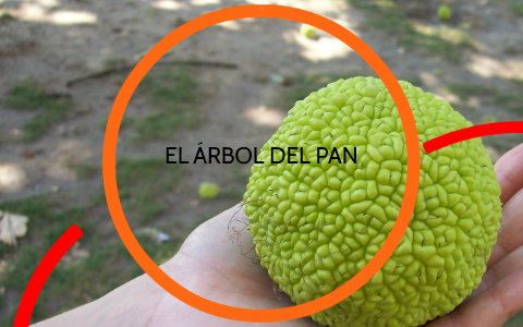 EL ÁRBOL DEL PAN by Carlos .. on Prezi