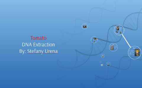 Tomato DNA Extraction by Stef Urena on Prezi