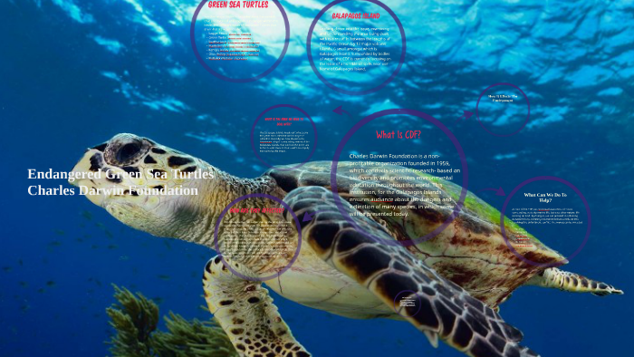 Endangered Green Sea Turtles by Shawnzay Malik on Prezi