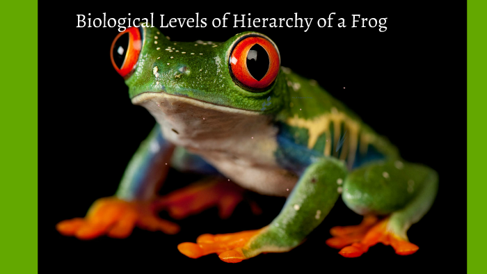 Biological Levels of Hierarchy of a Frog by Stephany Galabova on Prezi