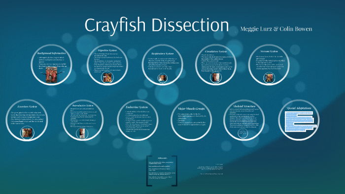 Crayfish Dissection Worksheet Quizlet