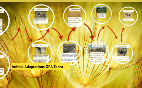 Animal Adaptations Of A Zebra by Ally reyes on Prezi