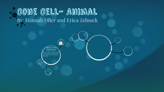 Cone Cell by Hannah Oller on Prezi