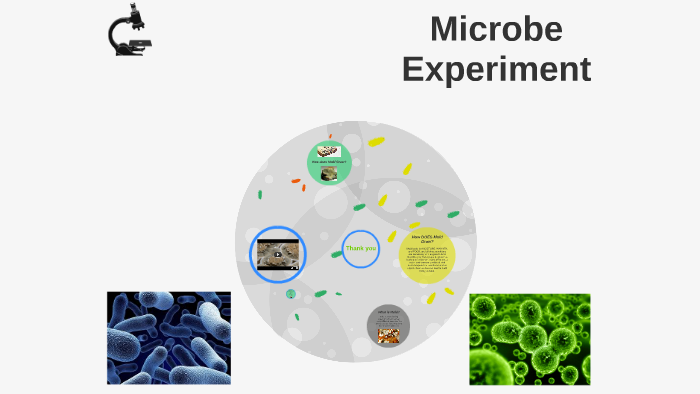 Microbe Experiment by Maeghan S on Prezi