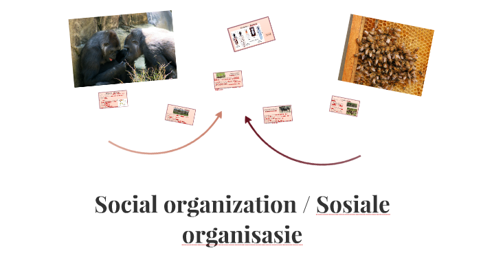Social organization / Sosiale organisasie by Sunelle Jooste on Prezi